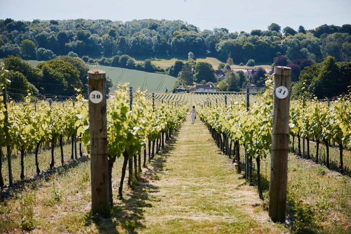 Hambledon Vineyard - England's Oldest Commercial Vineyard Est. 1952