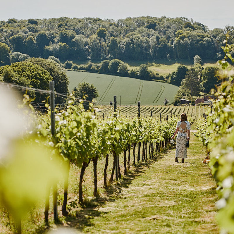Hambledon Vineyard - England's Oldest Commercial Vineyard Est. 1952